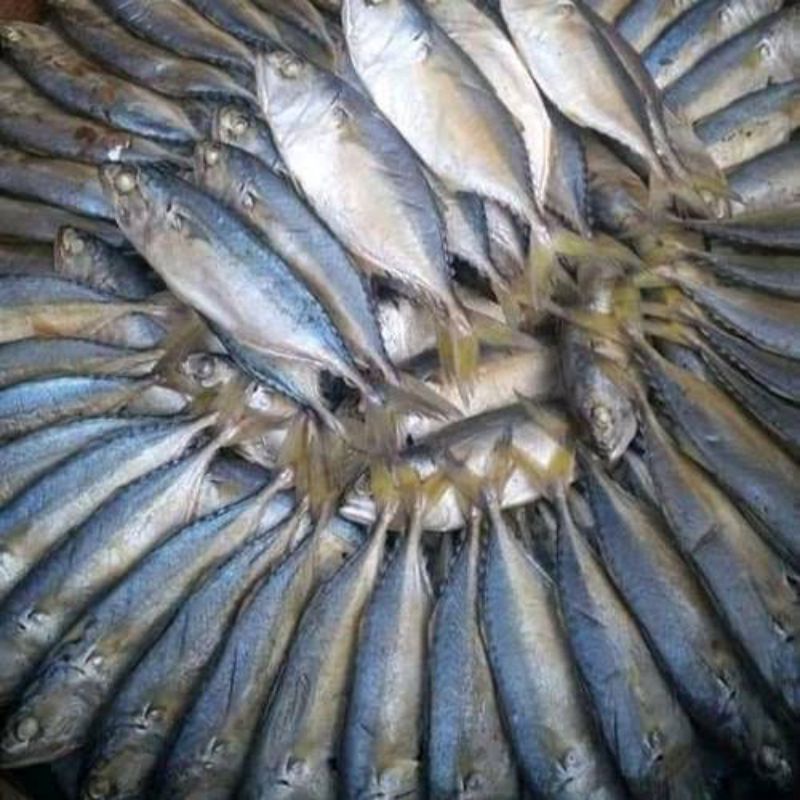 Jual Ikan Gembung Rebus 2 ekor (seafood kering) | Shopee Indonesia