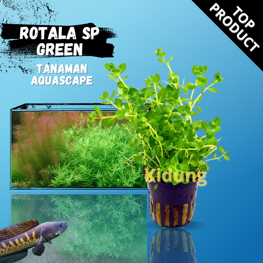 Jual Rotala Sp Green ( Tanaman Aquascape ) | Shopee Indonesia