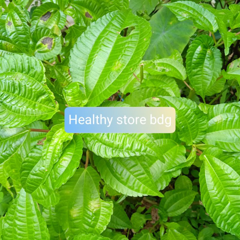 Jual Daun Poh pohan Pohpohan Segar 500 gram | Shopee Indonesia