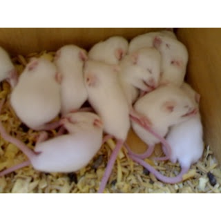 Jual Pakan Reptile Tikus Putih Mencit Rat pinkis | Shopee Indonesia