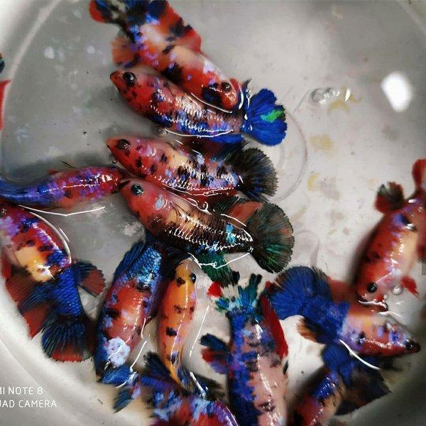 Jual [TERLARIS] cupang female nemo dan koi full telur | Shopee Indonesia