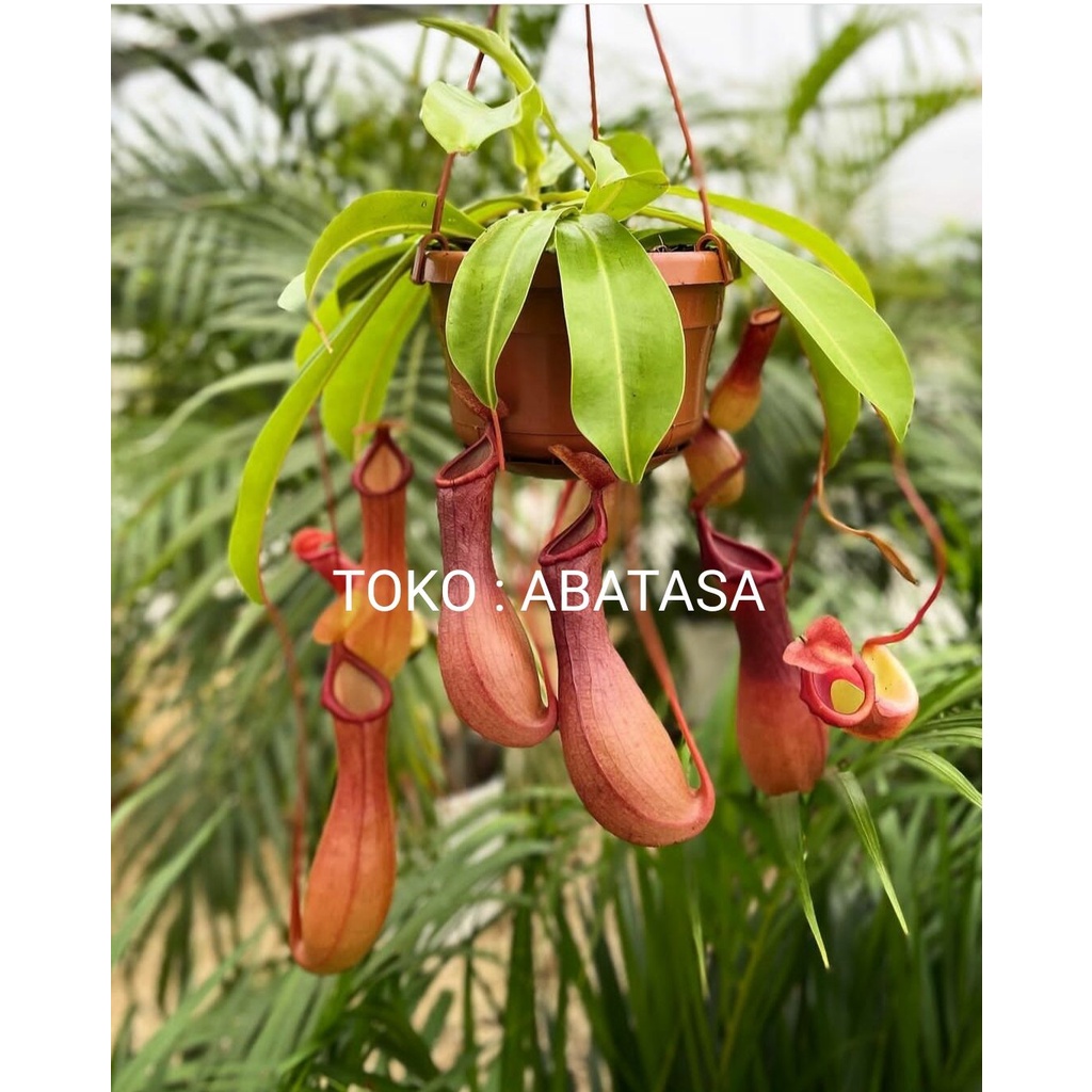 Jual Kantong Semar Nepenthes jumbo | Shopee Indonesia