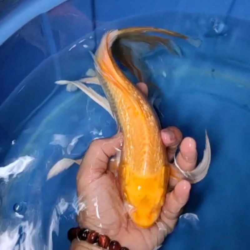 Jual Ikan Koi Blitar Jenis Kumpay Slayer / Rumah Koi Jakarta / kode ...