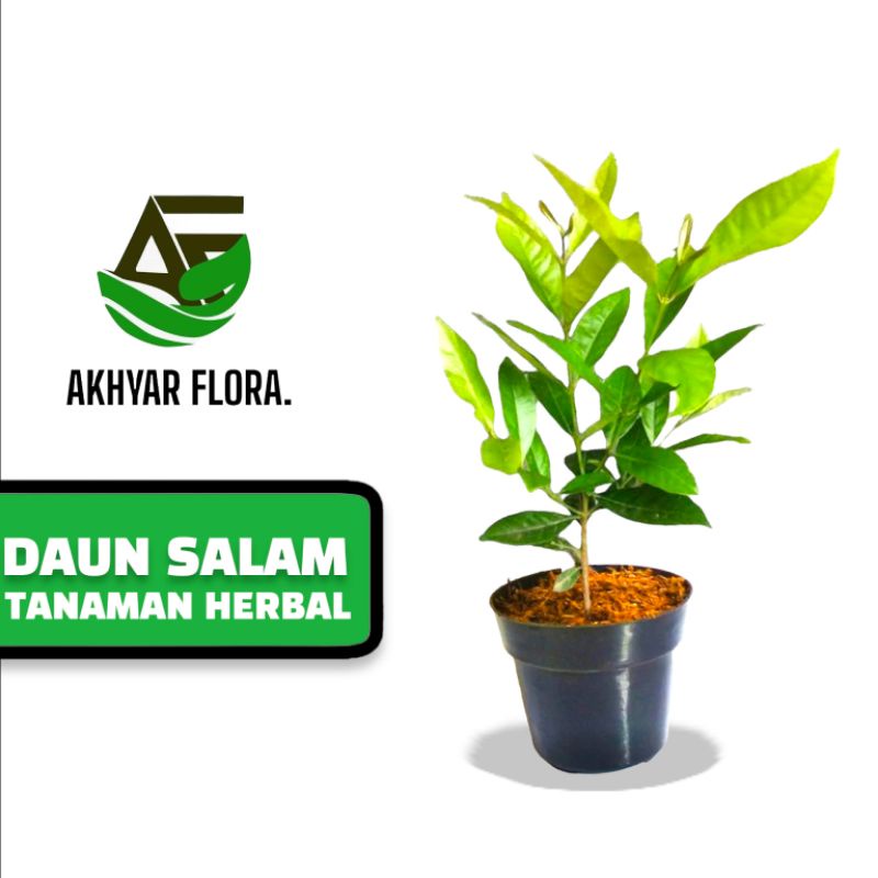 Jual Tanaman salam (30-50cm) bibit Herbal Salam Masak Bumbu Dapur ...
