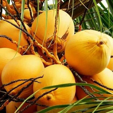 Jual buah kelapa gading kuning muda perbutir | Shopee Indonesia