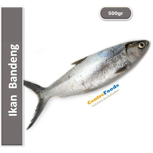 Jual Ikan Bandeng - Milk Fish Fresh | 500gr [ Harga Per 0,5 Kg ...