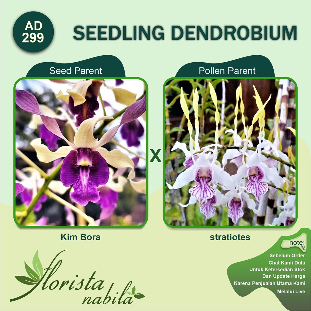 Jual Anggrek Dendrobium Kim Bora x stratiotes | Shopee Indonesia