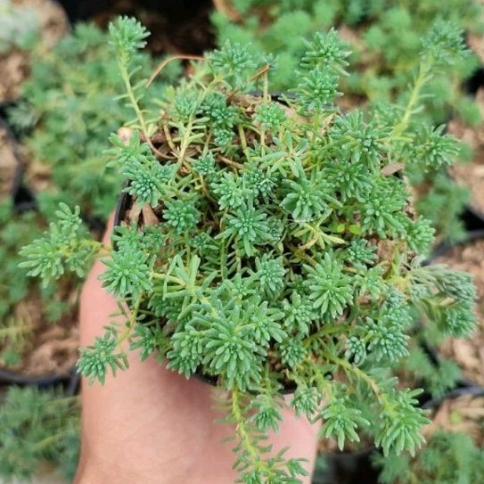 Jual Sukulen Sedum Bithynicum Mini Rimbun | Shopee Indonesia