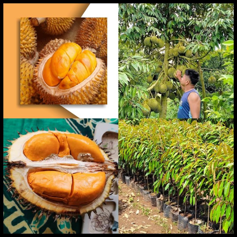 Jual Bibit durian Lay Batang Besar Siap Berbuah | Shopee Indonesia