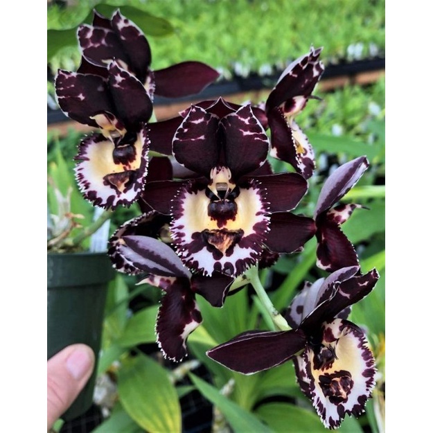 Jual Anggrek eria catasetum black brown monkey / Tanaman hias anggrek ...