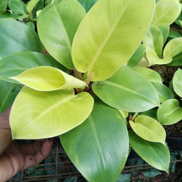 Jual Philo moonlight/ Bunga philo moonlight / Tanaman Hias Hidup ...