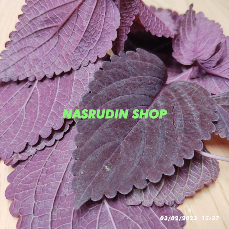 Jual DAUN MIANA 50 LEMBAR SEGAR / DAUN JAWER KOTOK / DAUN MAYANA ...