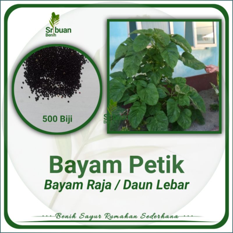 Jual ± 500 Biji Benih Bayam Raja Lokal Bayam Petik Bayam Daun Lebar ...