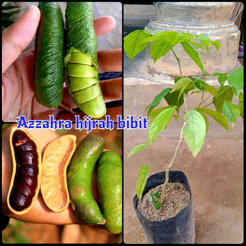 Jual paket tanaman jolang jaling 5 tanaman | Shopee Indonesia