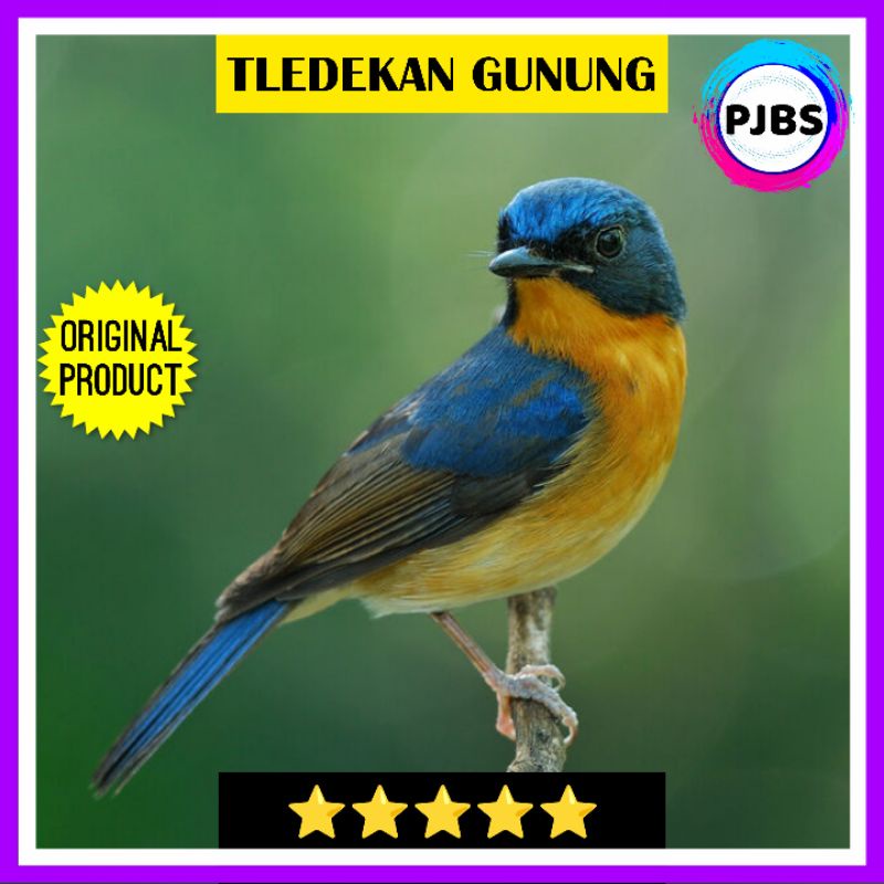 Jual BURUNG TLEDEKAN LEDEKAN GUNUNG JANTAN | Shopee Indonesia