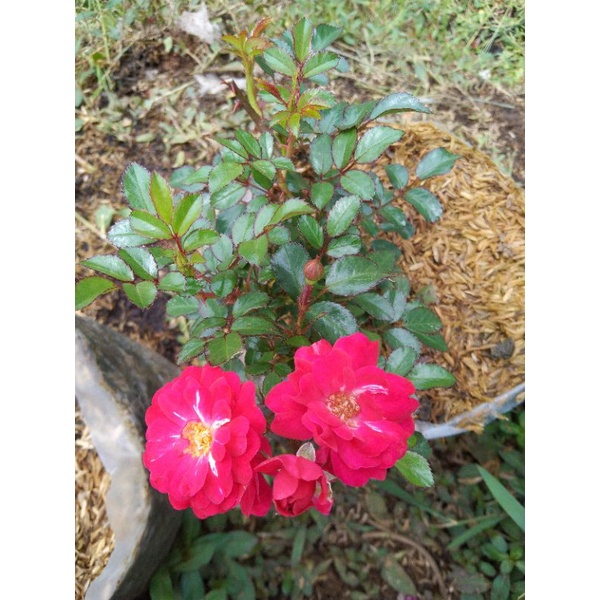 Jual MAWAR RAMBAT MERAH KECIL(CLIMBING ROSE) | Shopee Indonesia