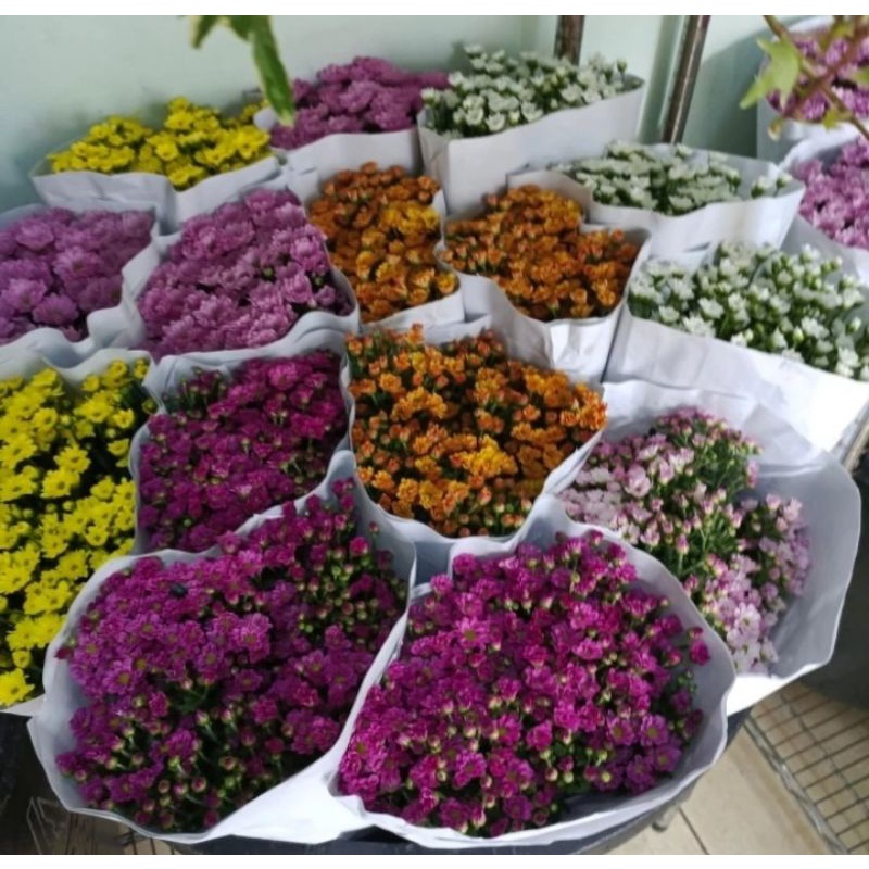 Jual Bunga baby aster hasil produksi PT | Shopee Indonesia