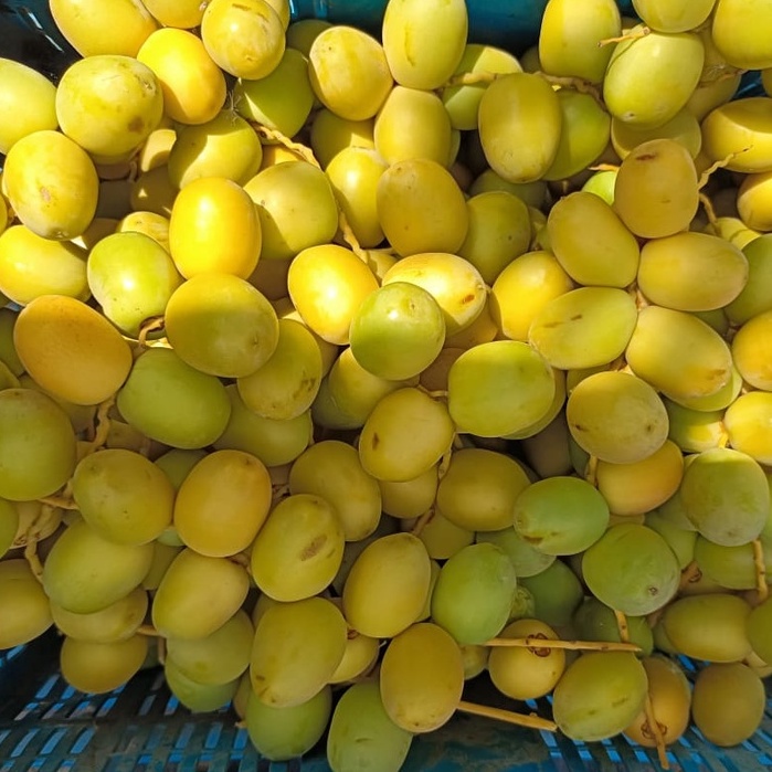 Jual Kurma Muda Fresh No Frozen 1 Kg Free Tespek dan Zuriat | Shopee ...