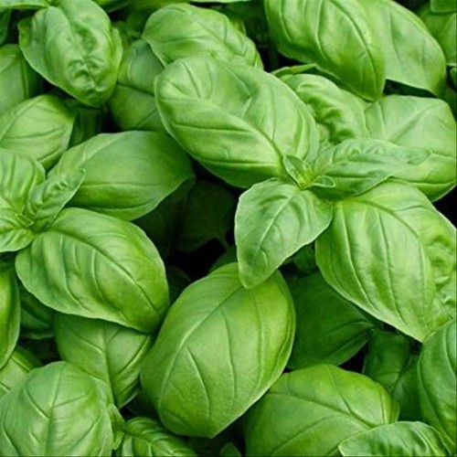Jual 400 Benih Bibit Biji - Basil Sweet ORGANIC (Ocimum basilicum) Herb ...