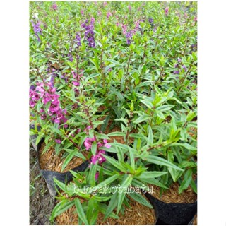 Jual Tanaman Hias Bunga Lavender Ungu Angelonia (Berbunga) | Shopee ...