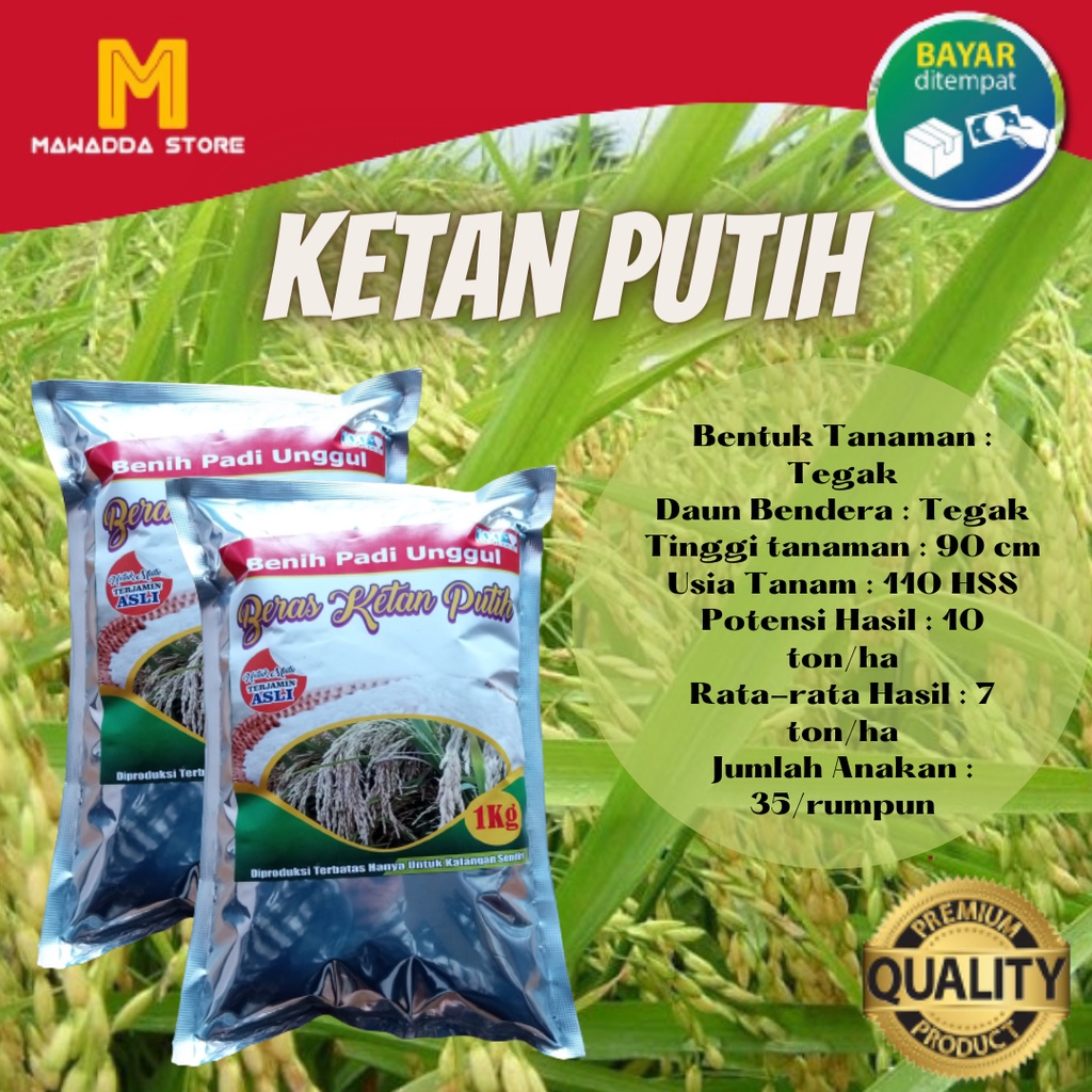 Jual Bibit Padi Unggul KETAN PUTIH 1KG | Shopee Indonesia