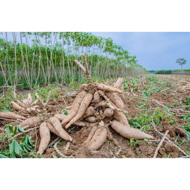 Jual Benih ketela pohon singkong | Shopee Indonesia