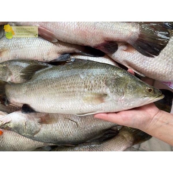 Jual Ikan Kakap Putih Segar Ikan Kakap Putih Barramundi 1Kg | Shopee ...