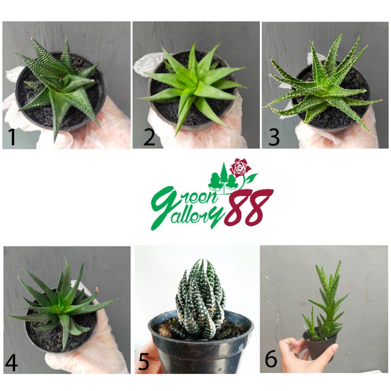 Jual Kaktus/Sekulen/sukulen Haworthia - Bebas Pilih | Shopee Indonesia