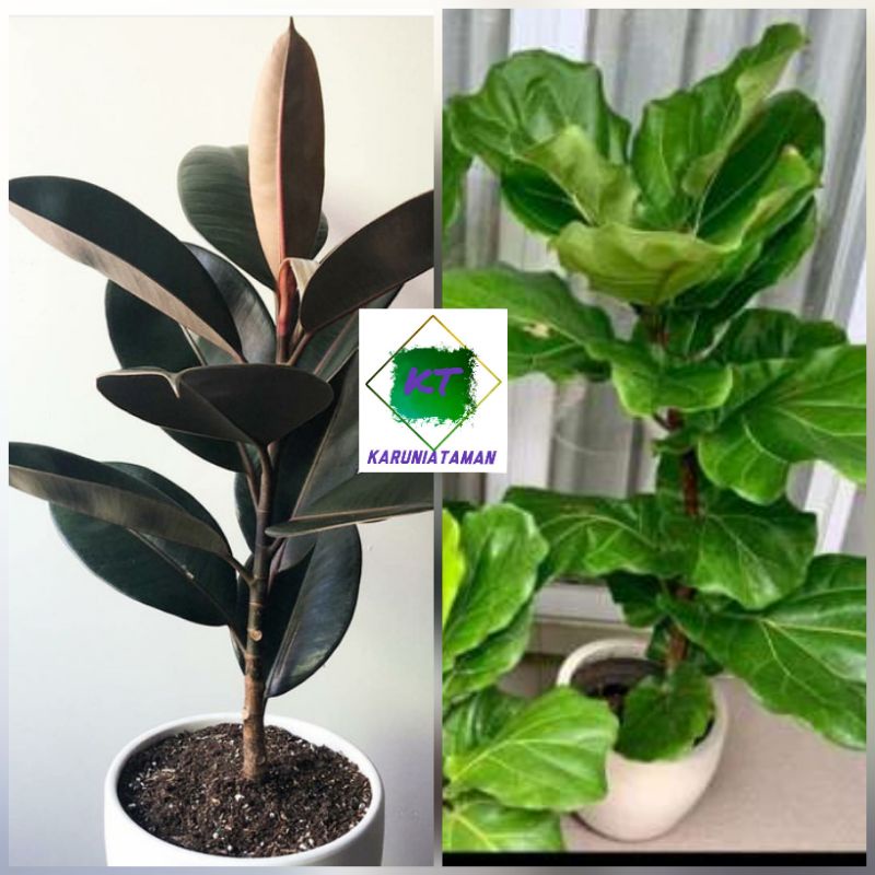 Jual paket 2 pohon biola cantik dan karet kebo tinggi 50 - 60 cm ...