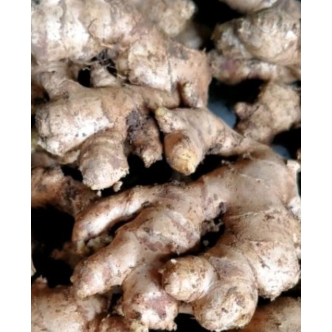 Jual jahe emprit / jahe gajah segar alami 100gr | Shopee Indonesia Jual jahe emprit / jahe gajah segar alami 100gr | Shopee Indonesia