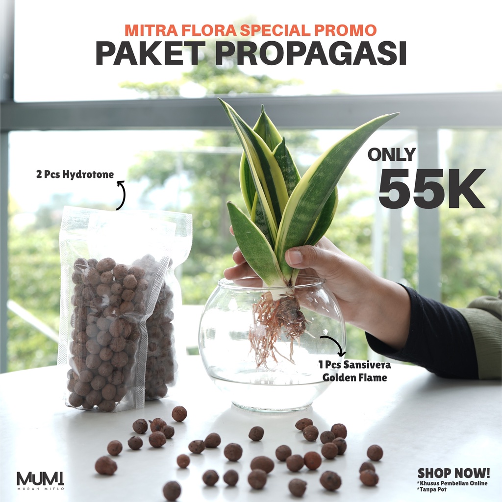 Jual Paket Propagasi Sansivera | Shopee Indonesia