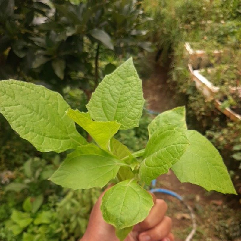 Jual Daun Yakon segar, Daun Smallanthus Sonchifolius segar, (100gr ...
