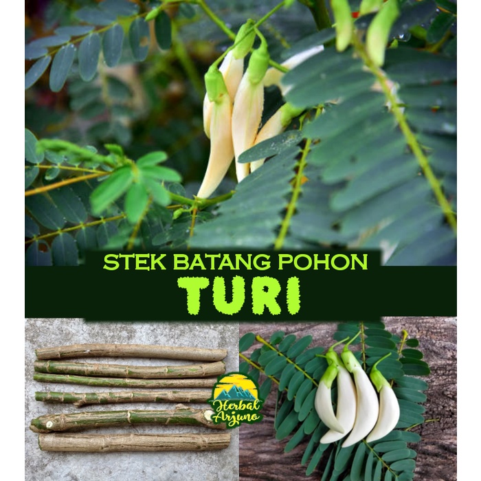 Jual (5pcs) Stek Batang Tanaman Pohon Turi Toroy | Shopee Indonesia