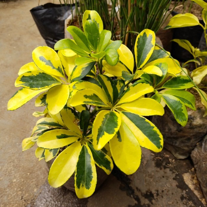 Jual Tanaman Hias Walisongo variegata, Walisongo golden, rimbun ...