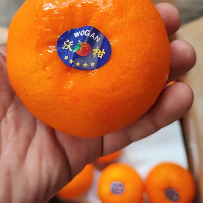 Jual Jeruk Honey Wokam Wogam Wogan Mandarin Orange 900 gr - 1 kg ...
