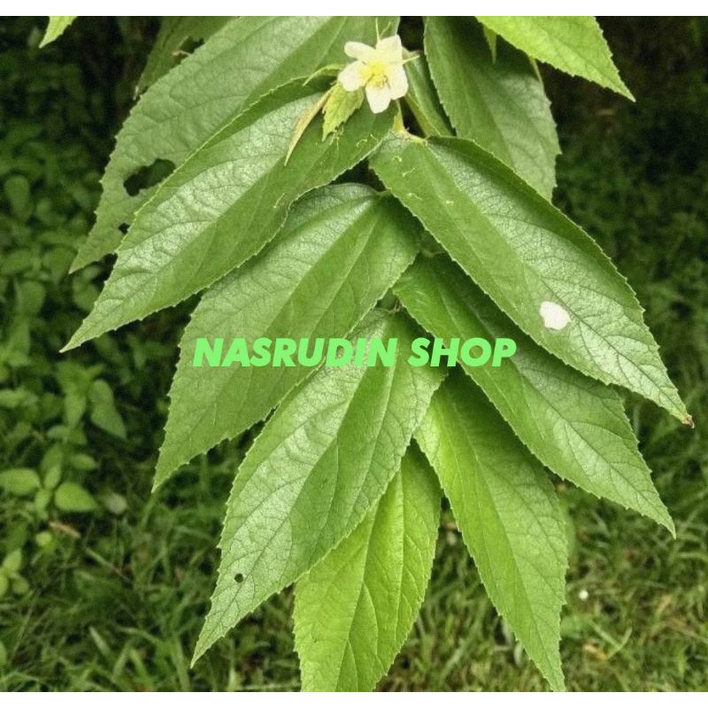 Jual DAUN KERSEN SEGAR LANGSUNG PETIK Muntingia calabura / seri / ceri ...