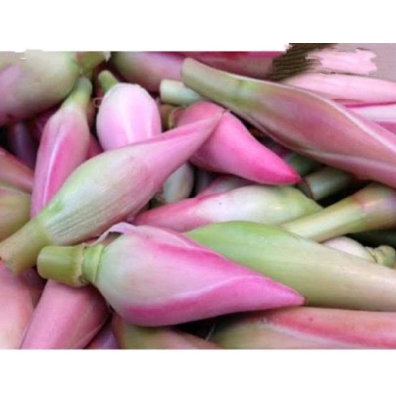 Jual shineholic⚡Bunga Rias Bunga Kecombrang Sayur | Shopee Indonesia