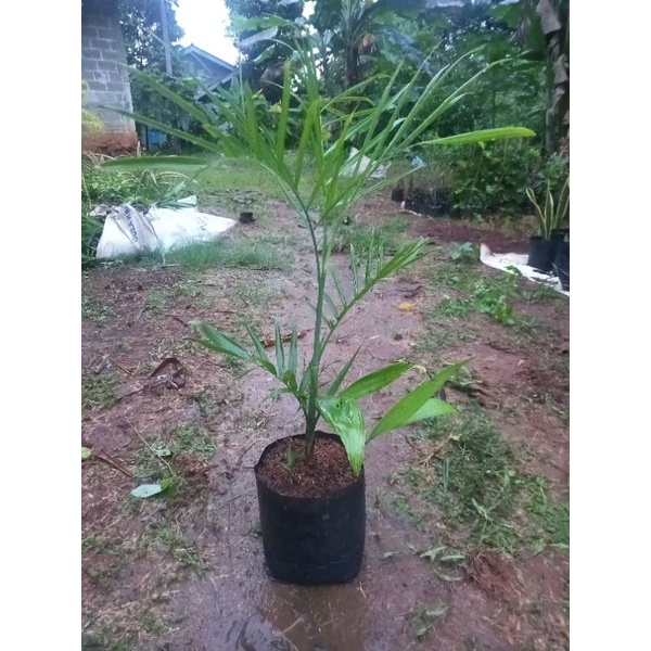 Jual Pohon palem komodoria/palem komodor | Shopee Indonesia