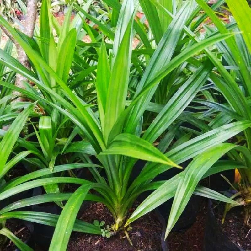 Jual Bibit Tanaman Pandan Wangi Daun pandan Pohon Pandan 25 cm | Shopee ...