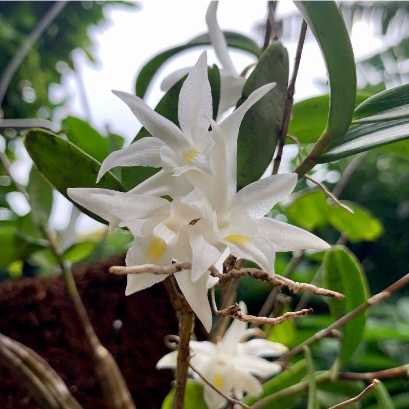 Jual Anggrek dendrobium merpati jumbo dan rimbun | Shopee Indonesia