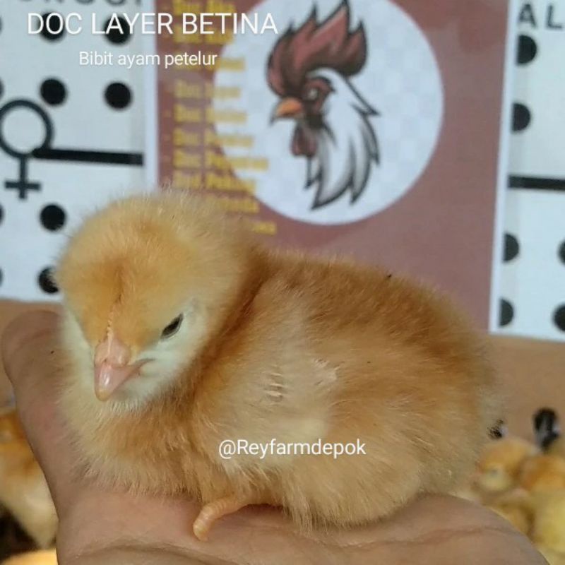 Jual DOC AYAM PETELUR TERSELEKSI / ANAK AYAM LAYER / BIBIT AYAM PETELOR ...
