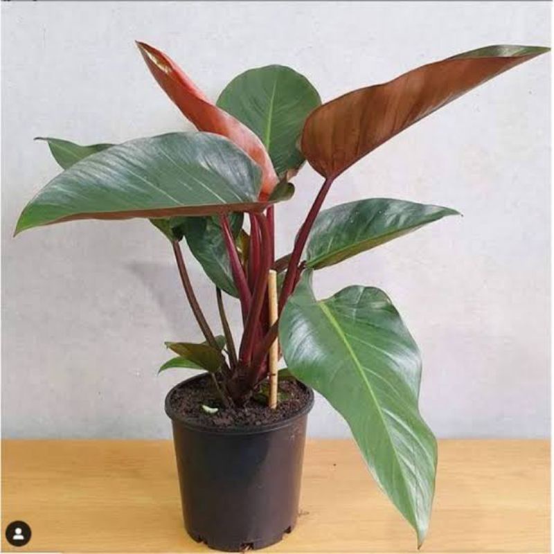 Jual philodendron red congo | Shopee Indonesia