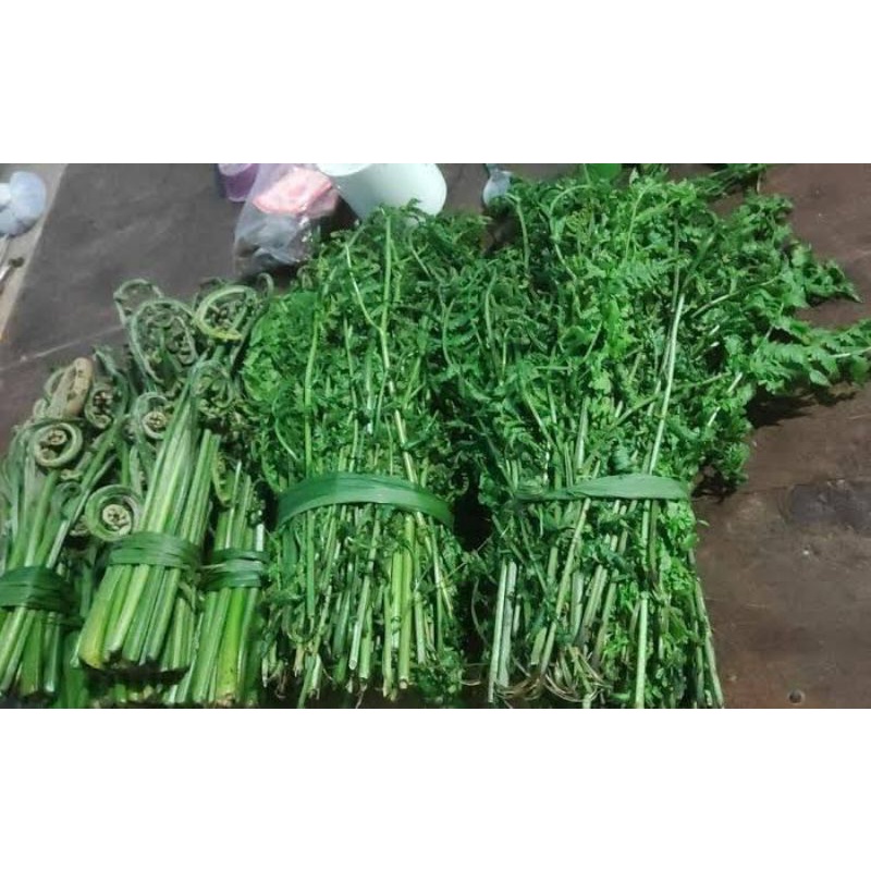 Jual 1 ikat sayur pakis (sayuran segar) | Shopee Indonesia