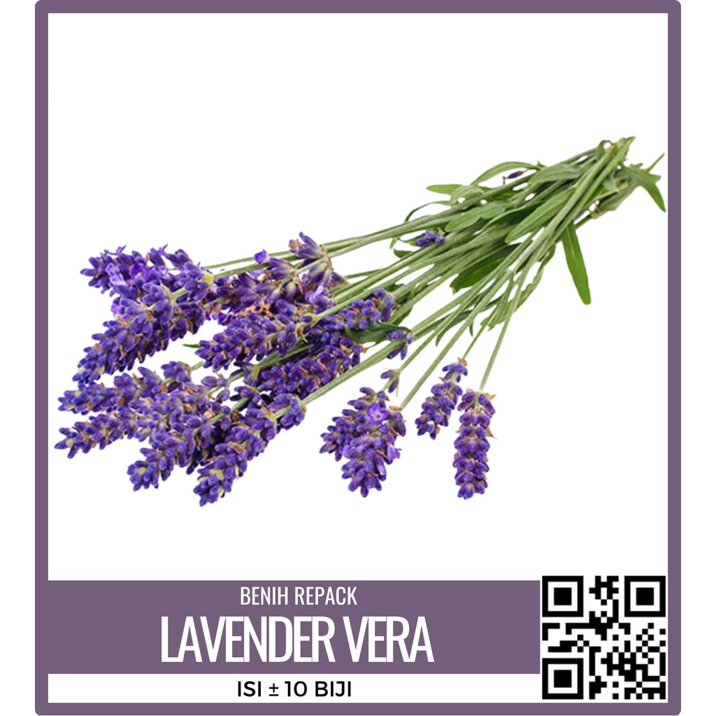 Jual BENIH BIBIT LAVENDER VERA ENGLISH HERB LAVANDULA ANGUSTIFOLIA ...