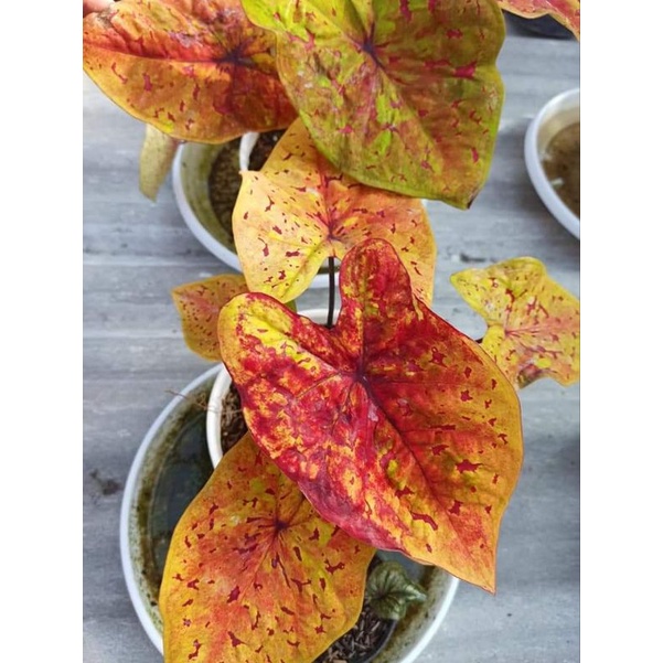 Jual Caladium Thailand surechan ( bibit) | Shopee Indonesia