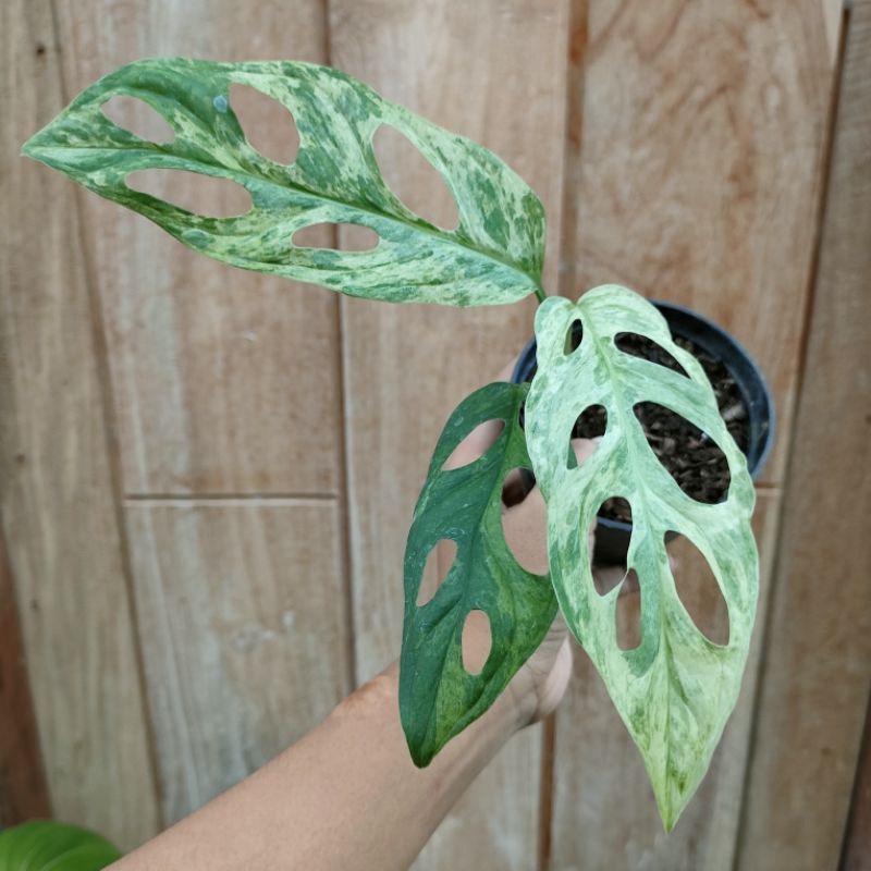 Jual Bunga Hidup Monstera Adansonii Variegata (3 DAUN) | Shopee Indonesia