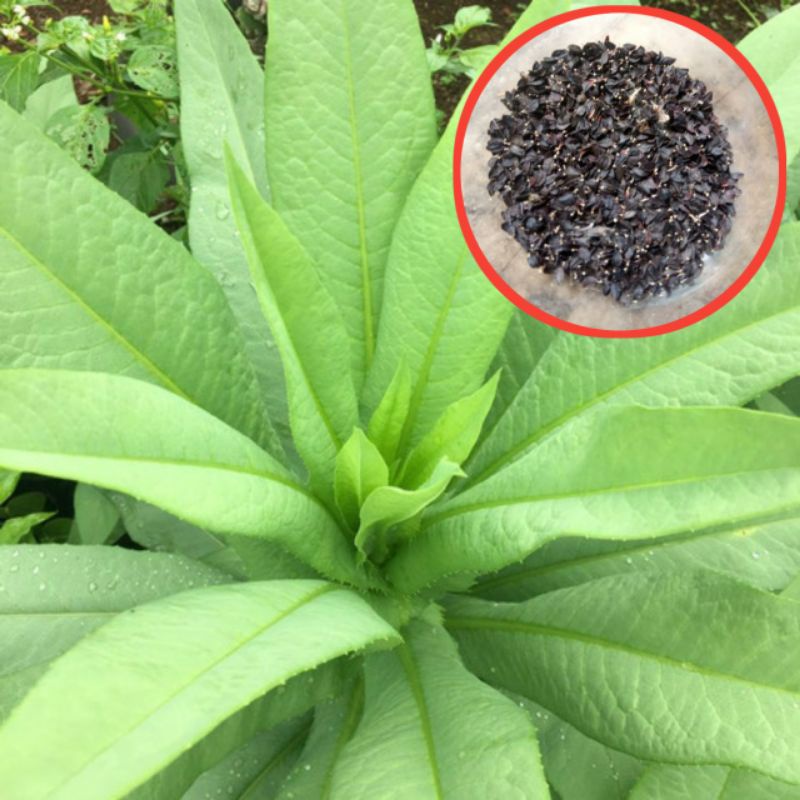 Jual Biji Benih Sawi Jepang 50 Seed / Bibit Biji Benih Fumak / Biji ...