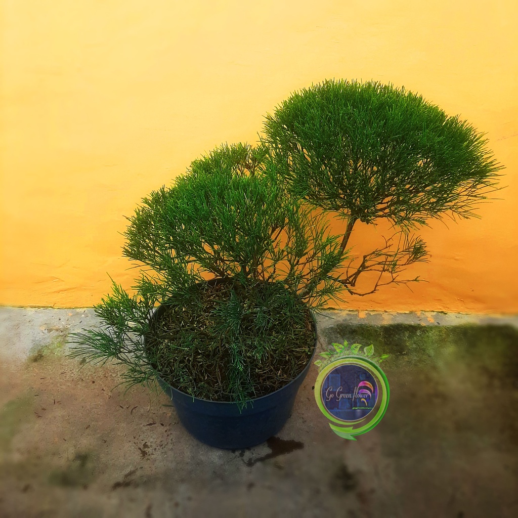 Jual BONSAI CEMARA UDANG Casuarina equisetifolia bahan bonsai BIBIT ...