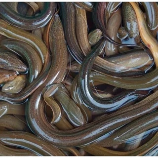 Jual Belut Sawah Terlengkap & Harga Terbaru Oktober 2024 | Shopee Indonesia