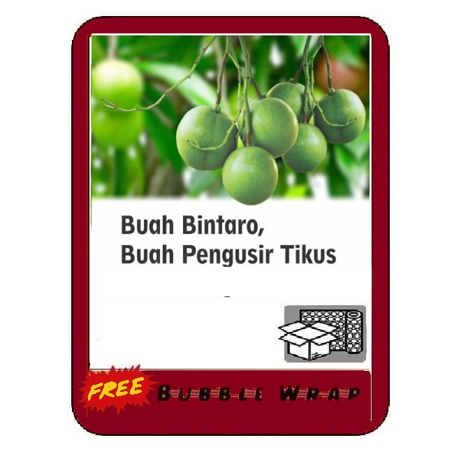 Jual Cod Terlaris Pengusir Tikus Organik Buah Simpalak Buah Bintaro Segar Bukan Racun Tikus